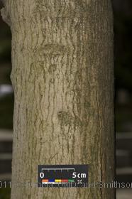 Images of the Japanese Maple (Acer palmatum) - LeafSnap