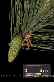 Images of the Yellow Pine (Pinus echinata) - LeafSnap