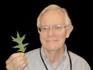 About Leafsnap - LeafSnap