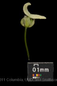 Images of the Dwarf Hackberry (Celtis tenuifolia) - LeafSnap