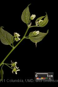 Images of the Dwarf Hackberry (Celtis tenuifolia) - LeafSnap