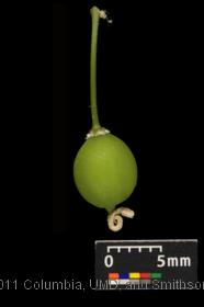 Images of the Dwarf Hackberry (Celtis tenuifolia) - LeafSnap