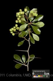 Images of the Dotted Hawthorn (Crataegus punctata) - LeafSnap