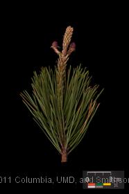 Images of the Pitch Pine (Pinus rigida) - LeafSnap