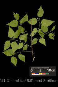 Images of the Dwarf Hackberry (Celtis tenuifolia) - LeafSnap