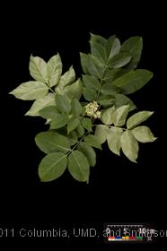 Images of the Korean Evodia (Euodia daniellii) - LeafSnap