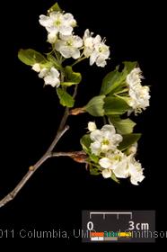 Images of the Dotted Hawthorn (Crataegus punctata) - LeafSnap