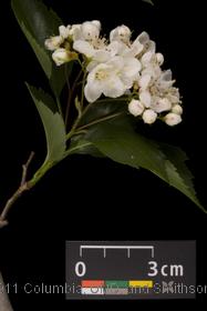 Images of the Green Hawthorn (Crataegus viridis) – LeafSnap