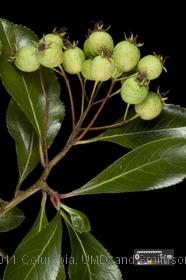 Images of the Dotted Hawthorn (Crataegus punctata) - LeafSnap