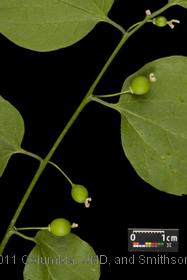 Images of the Dwarf Hackberry (Celtis tenuifolia) - LeafSnap