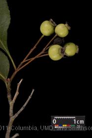 Images of the Green Hawthorn (Crataegus viridis) – LeafSnap