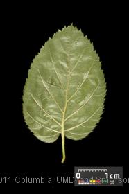 Images of the Virginia Roundleaf Birch (Betula uber) - LeafSnap