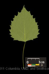 Images of the Bigtooth Aspen (Populus grandidentata) - LeafSnap