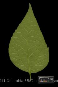 Images of the Dwarf Hackberry (Celtis tenuifolia) - LeafSnap