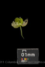 Images of the Dwarf Hackberry (Celtis tenuifolia) - LeafSnap