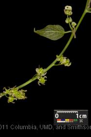 Images of the Dwarf Hackberry (Celtis tenuifolia) - LeafSnap