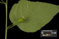 Images of the Dwarf Hackberry (Celtis tenuifolia) - LeafSnap