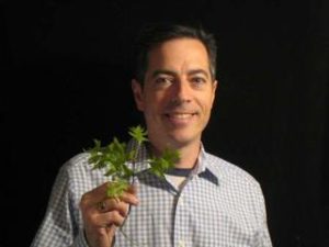 About Leafsnap - LeafSnap