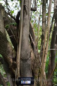 Images of the Wayfaringtree (Viburnum lantana) - LeafSnap