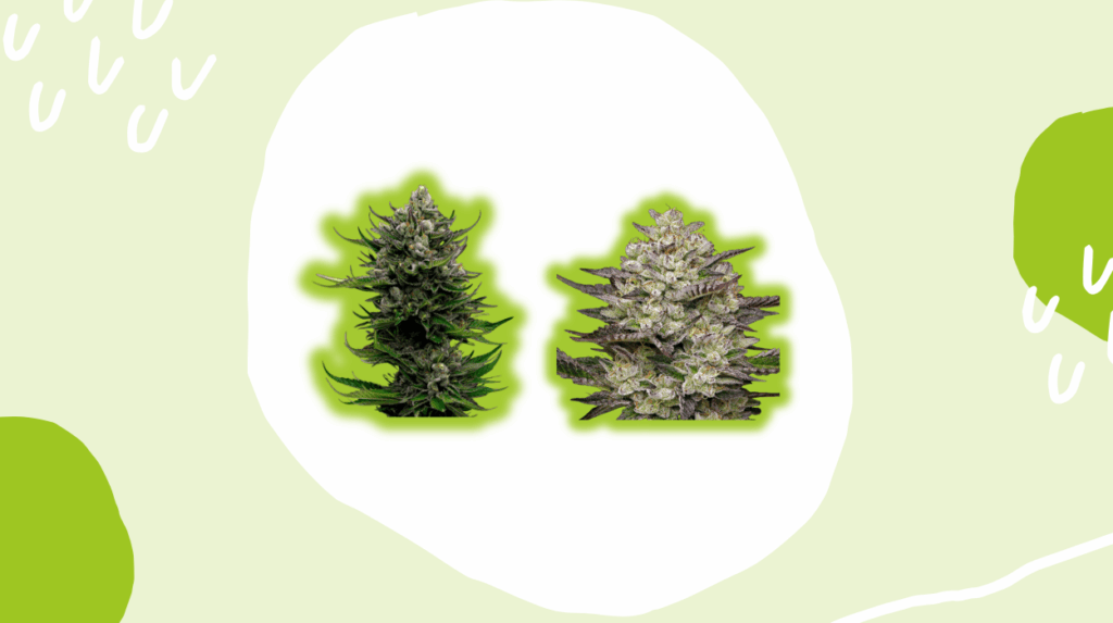 Metagenics Review: One Dose, Nine Benefits, Claim Too Good to Be True ...